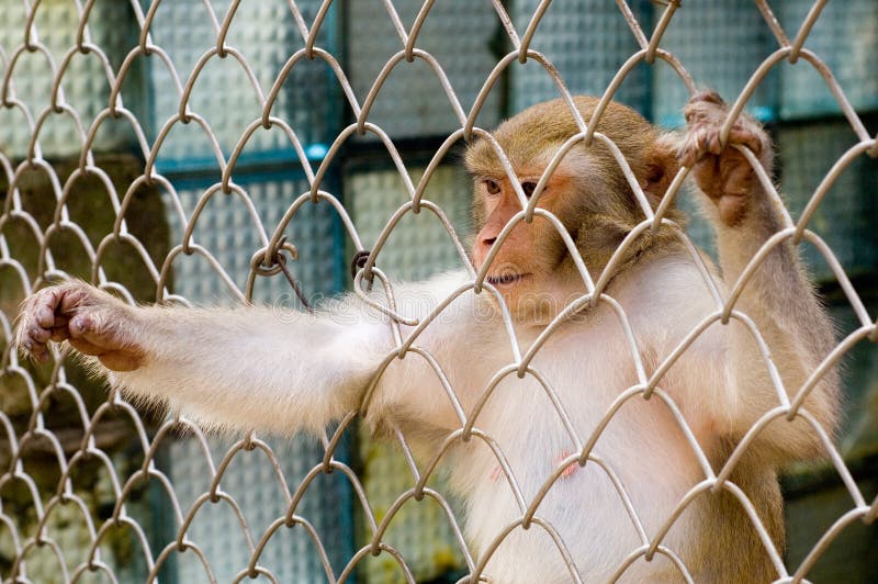 168 Monkey Reaching Stock Photos - Free & Royalty-Free Stock Photos ...