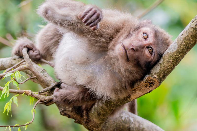 Monkey Rhesus Macaque Laying on the Tree in the Forest. India Stock ...