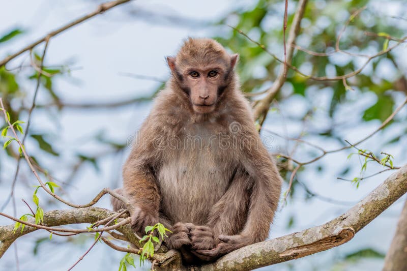 Monkey Rhesus Macaque Macaca Mulatta Sitting on the Tree Branch in the ...