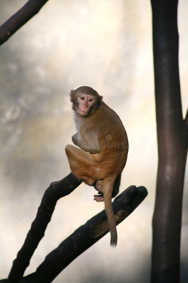Monkey / Rhesus Macaque stock photo. Image of rhesus - 83682208