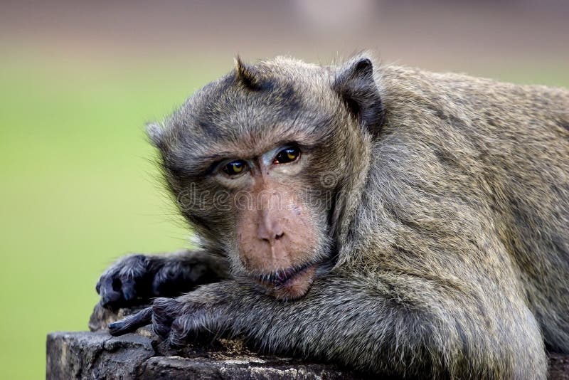 Monkey Rhesus stock image. Image of rhesus, wildlife - 34875947
