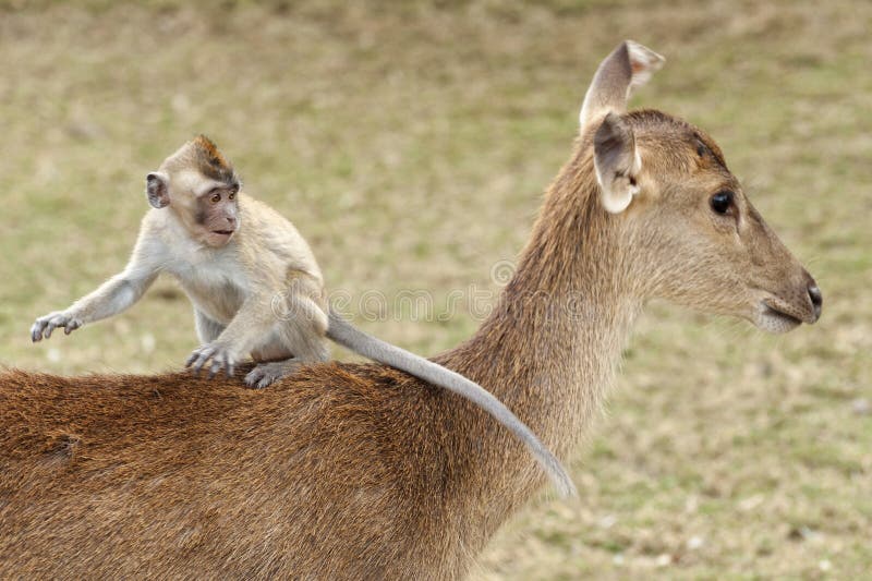 Monkey rider stock image. Image of fauna, mulatta, rider - 37507093