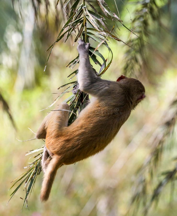 Monkey Rides on a Palm Tree in the Park Stock Photo - Image of branch ...