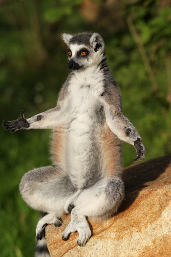 Monkey Ring-tailed Lemur stock photo. Image of catta, tailed - 1539680