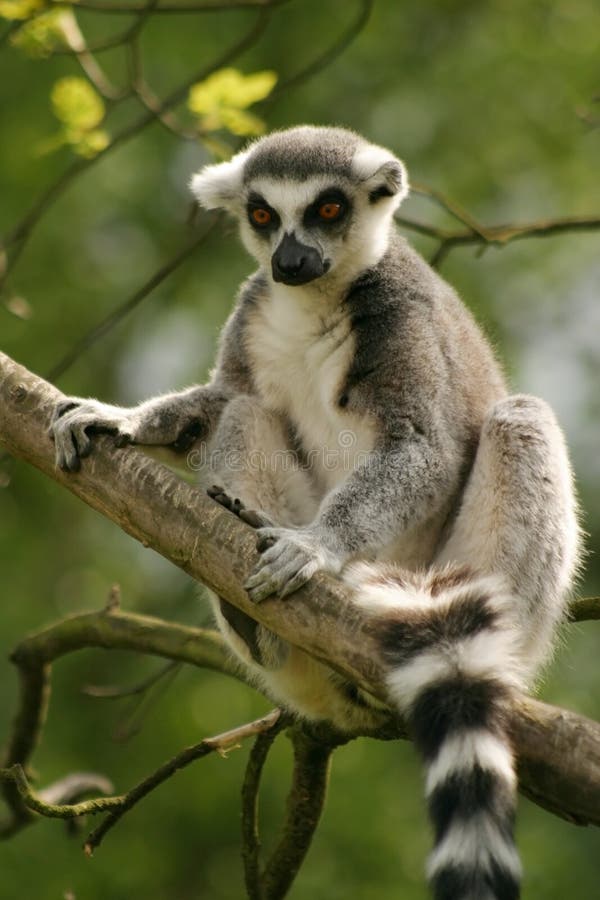 Ring taled lamur stock photo. Image of monkey, lovely - 24702920