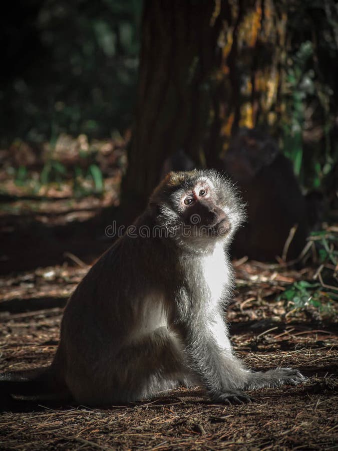 Monkey with rising sun stock photo. Image of forest - 207693040