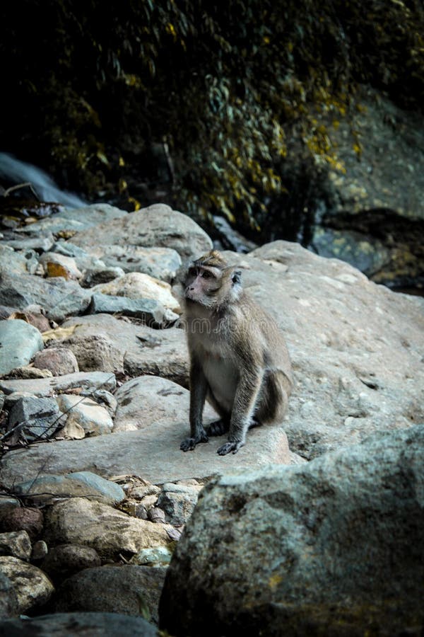 Nature wild geography stock photo. Image of river, geography - 262495176