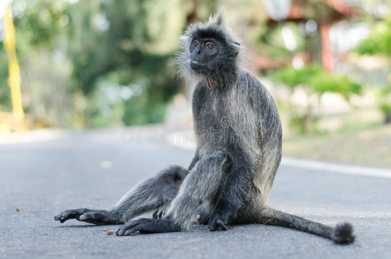 Monkey on Road stock photo. Image of street, wildlife - 38369620