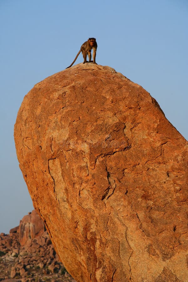 Monkey on a rock stock image. Image of eroded, granite - 24540119