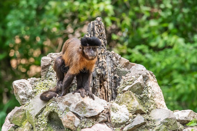 A Monkey on a Rock. a Monkey in Nature Stock Image - Image of monkey ...