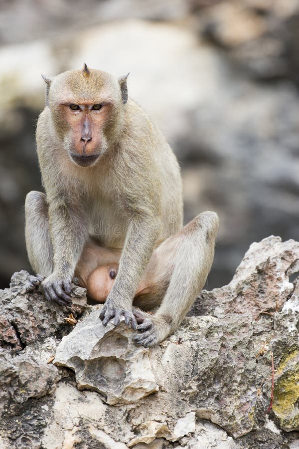 The monkey on the rock stock photo. Image of forest, monkey - 33157788