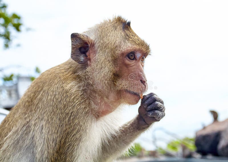 Monkey on the Rocks Funny Close-up Thailand Stock Image - Image of ...
