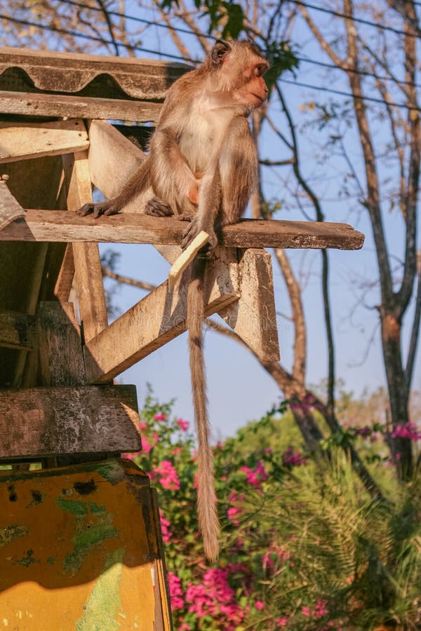 Monkey on the roof stock image. Image of creature, coastal - 55839531