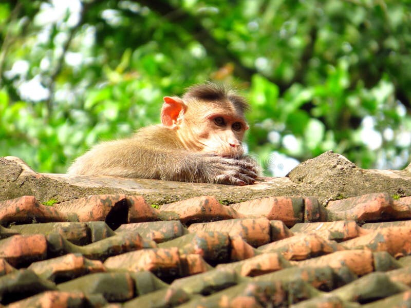 A monkey stock image. Image of asia, primitive, relax - 69867987