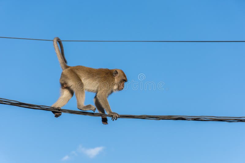 Monkey on roof stock photo. Image of thailand, beautiful - 127653072