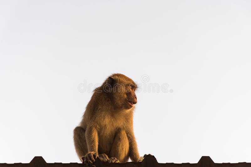 Monkey on roof stock photo. Image of roof, beautiful - 127653134