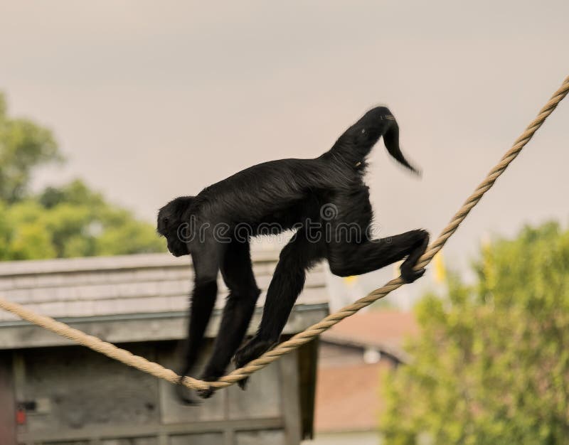 Monkey stock photo. Image of rope, monkey, balance, mischief - 123685318