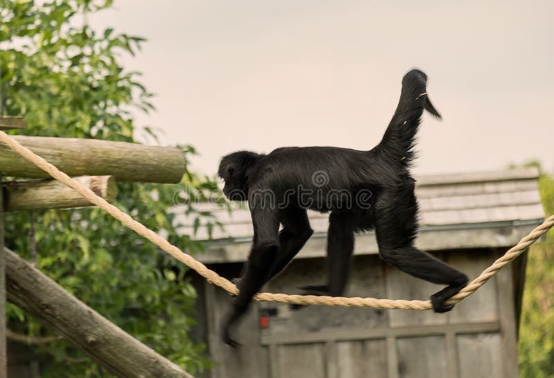 Monkey stock image. Image of natural, balance, furry - 123685373