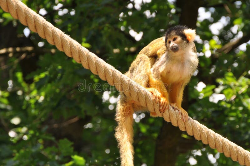Monkey on rope stock image. Image of back, monkey, small - 50332709