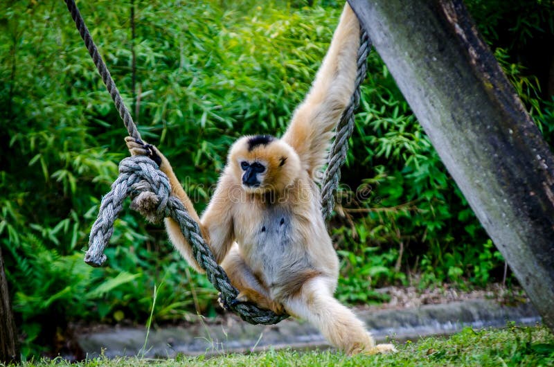 Monkey Rope Stock Images - Download 1,835 Royalty Free Photos