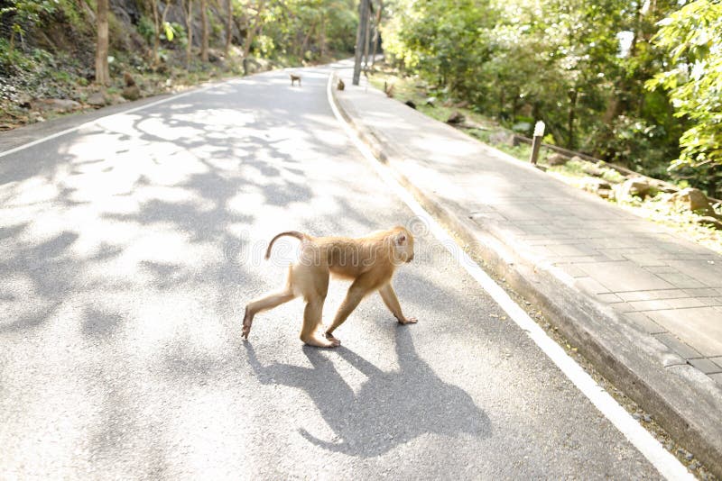Monkey Running on Road in Sun Rays. Stock Image - Image of creature ...