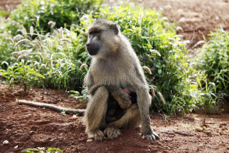 Running Monkey Stock Photos - Download 877 Royalty Free Photos