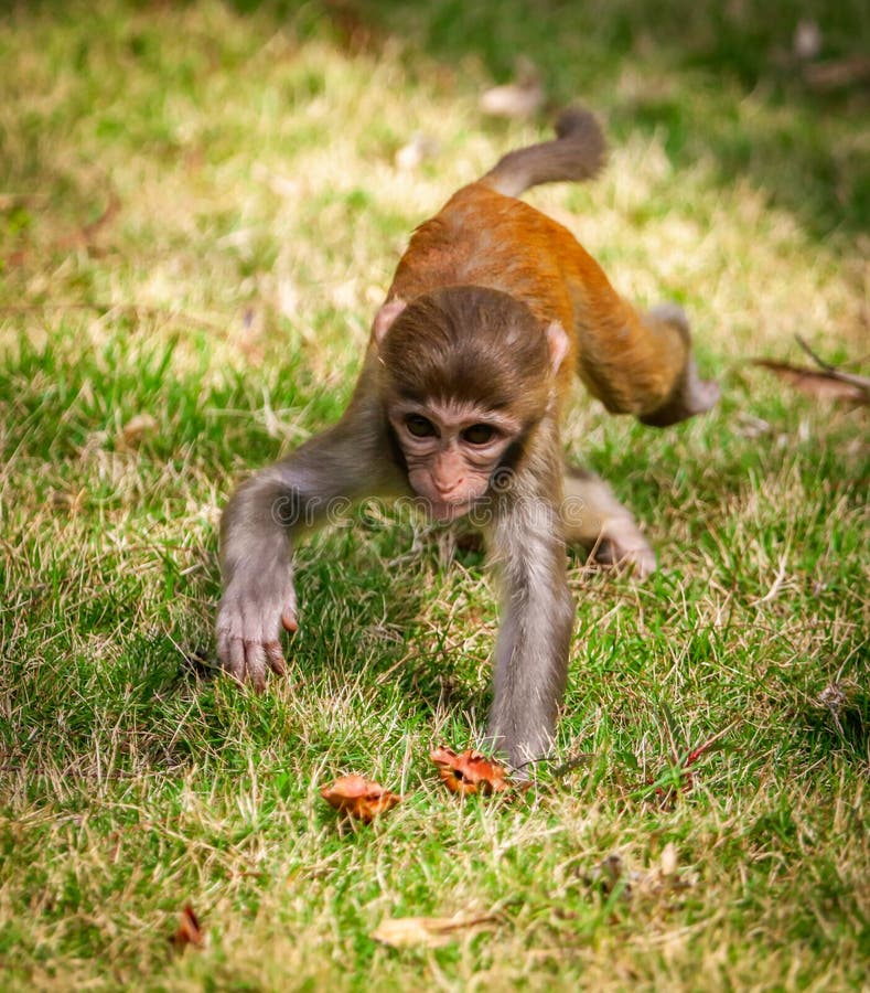 Monkey Runs on the Grass in the Park Stock Image - Image of wild ...