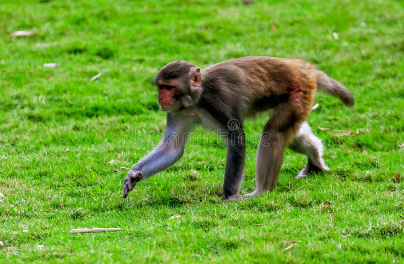 Monkey Runs on the Grass in the Park Stock Image - Image of wildlife ...