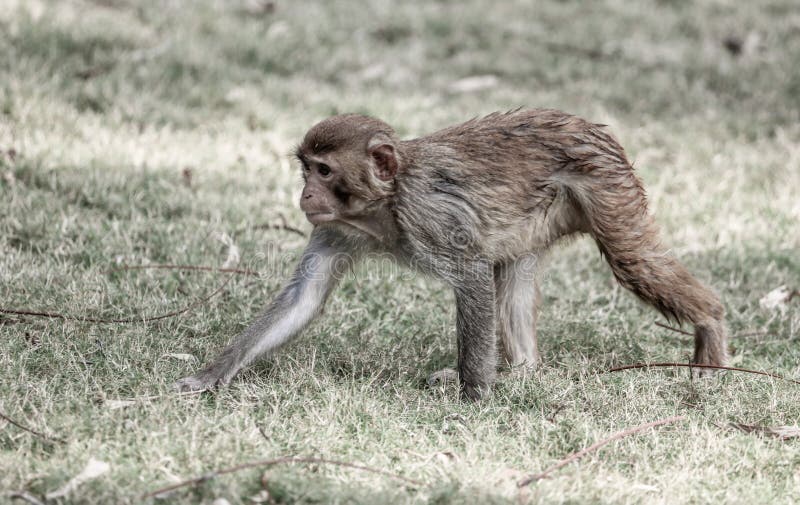 Monkey Runs on the Grass in the Park Stock Image - Image of wildlife ...