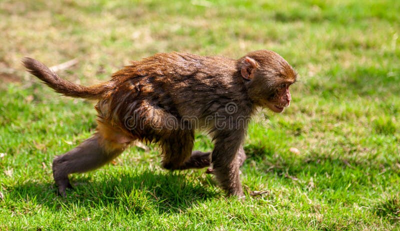 Monkey Runs on the Grass in the Park Stock Photo - Image of mammal ...