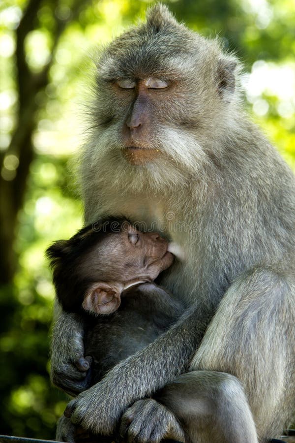 Monkey with it s child stock image. Image of outdoors - 28271019