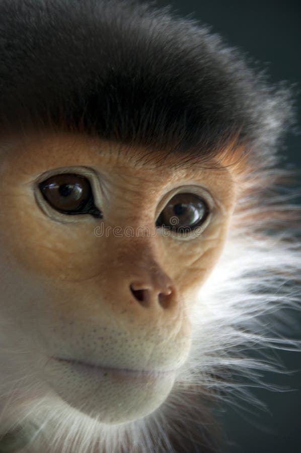 Monkey s close up stock image. Image of gentle, white - 17174493