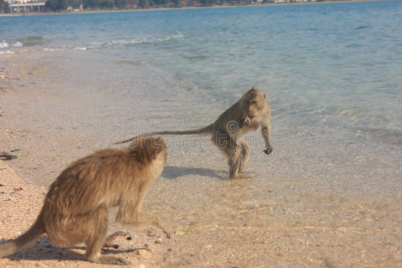 Monkey s competition stock image. Image of game, tropical - 60218029