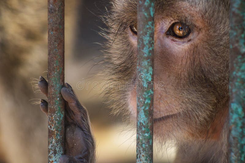 Monkey S Expressive Gaze Behind Bars. Stock Image - Image of ...