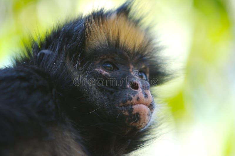 Monkey s face stock photo. Image of depressed, frown, nature - 2394420