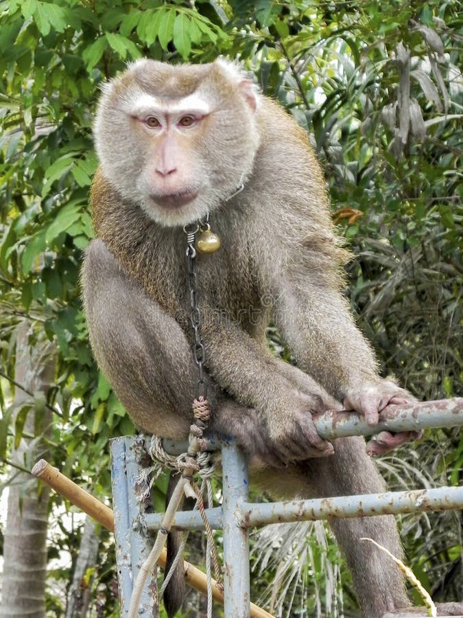 A Monkey`s Finished Harvesting Coconuts. Surat Thani, Southern Thailand ...