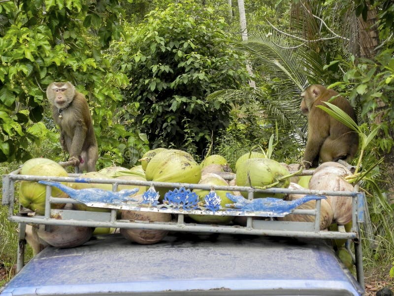A Monkey`s Finished Harvesting Coconuts. Surat Thani, Southern Thailand ...
