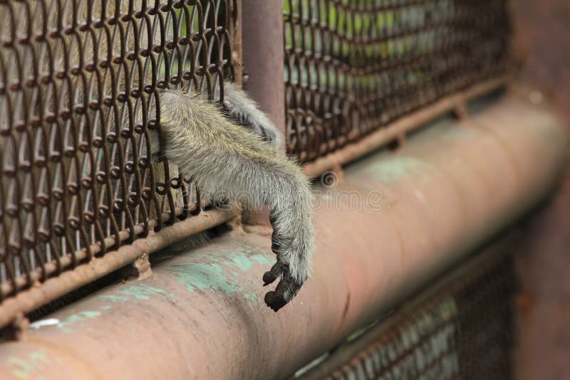 Monkey s hand stock photo. Image of monkey, freedom, primate - 23051524