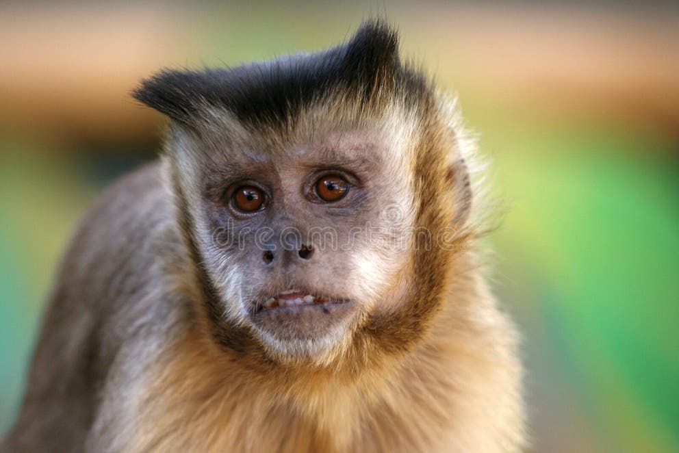 Monkey s hope stock photo. Image of face, agile, friends - 8612158