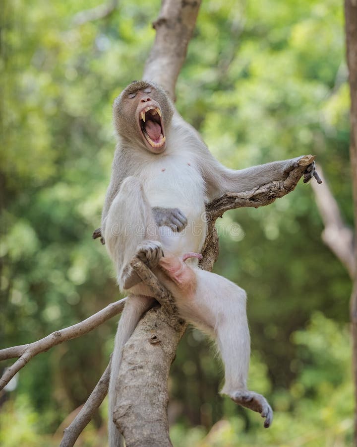 Female Chimpanzee Genitalia