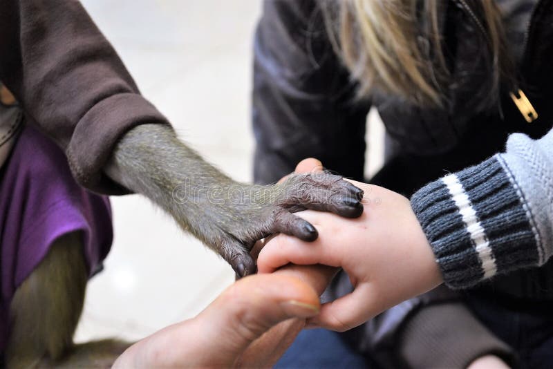 A Monkey S Paw Holds the Hand of a Child Stock Photo - Image of hair ...
