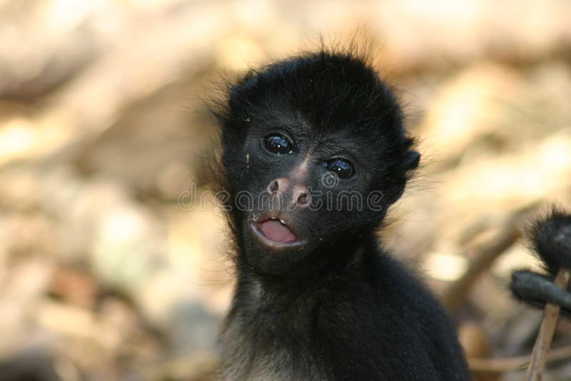 Monkey s portrait stock photo. Image of mammals, animals - 554718