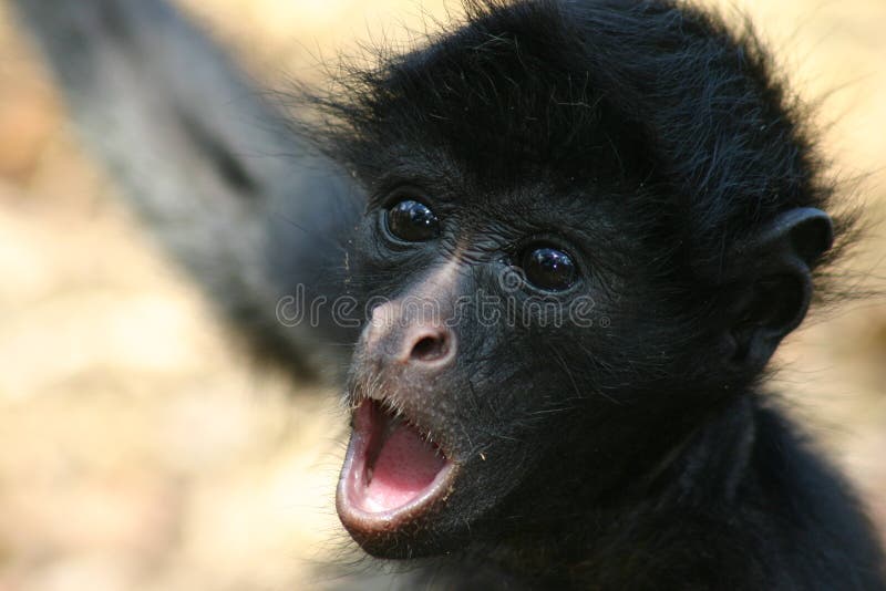 Monkey s portrait stock image. Image of tropics, south - 554719