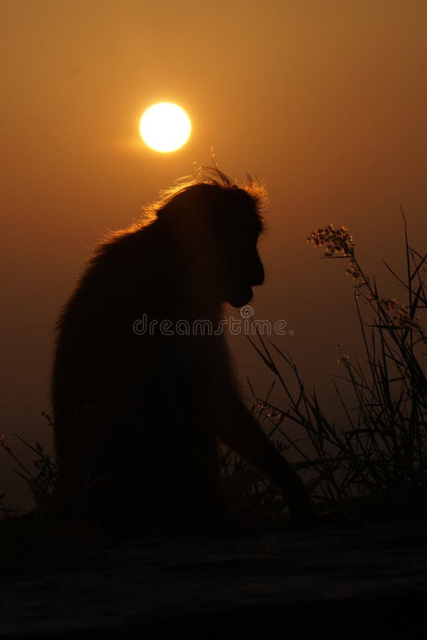 The Monkey is Thinking at Sunset Stock Image - Image of evening, travel ...
