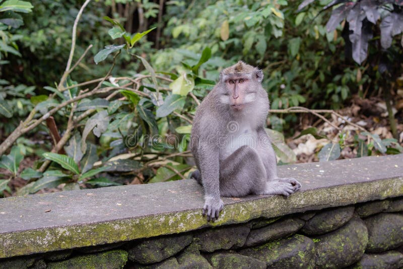 Monkey in Sacred Monkey Forest of Ubud, Bali, Indonesia Stock Image ...