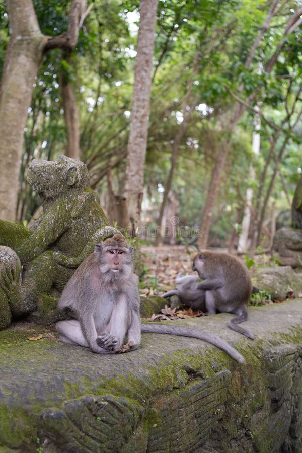 Monkey in Sacred Monkey Forest of Ubud, Bali, Indonesia Stock Photo ...