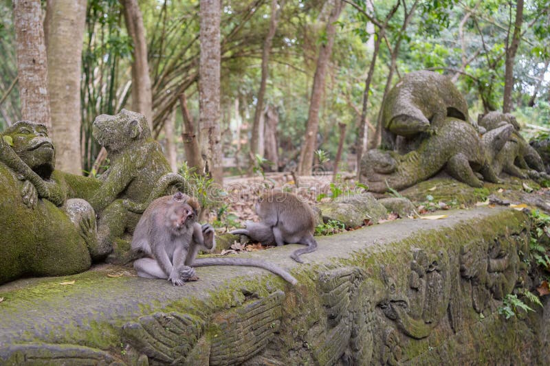 Monkey in Sacred Monkey Forest of Ubud, Bali, Indonesia Stock Photo ...