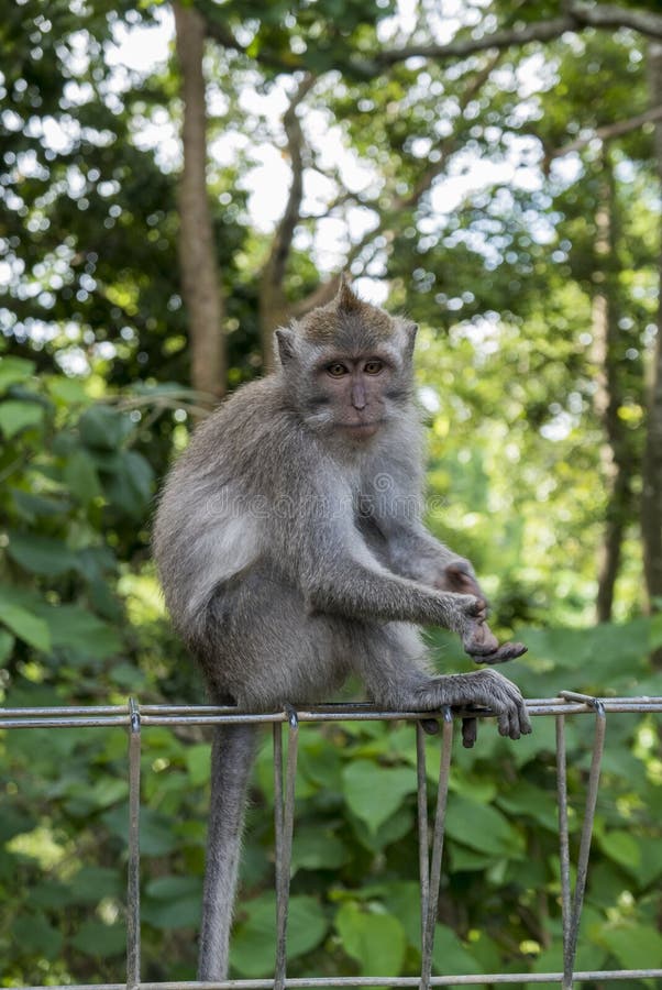 Monkey at Sacred Monkey Forest, Ubud, Bali, Indonesia Stock Image ...
