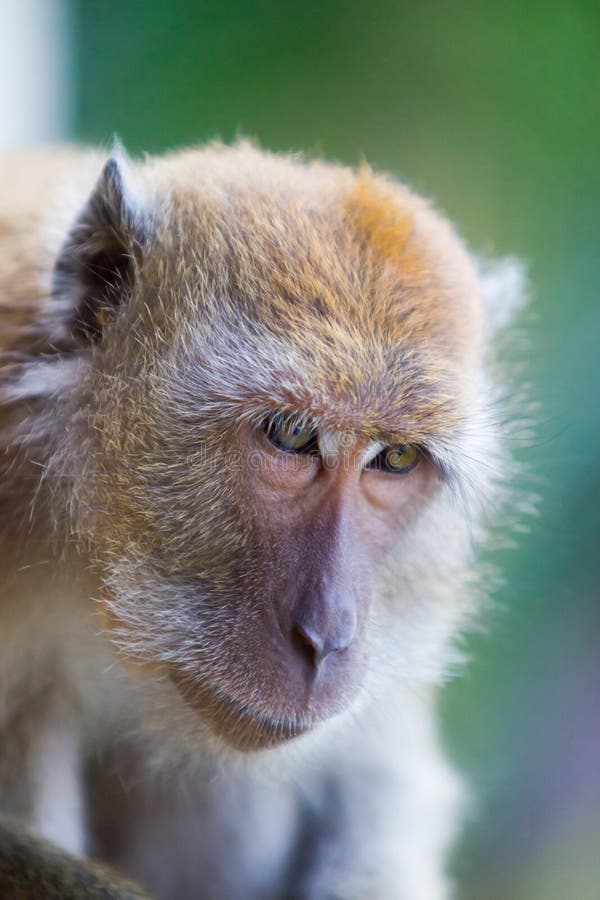 Monkey with a sad face stock image. Image of close, natural - 82357979