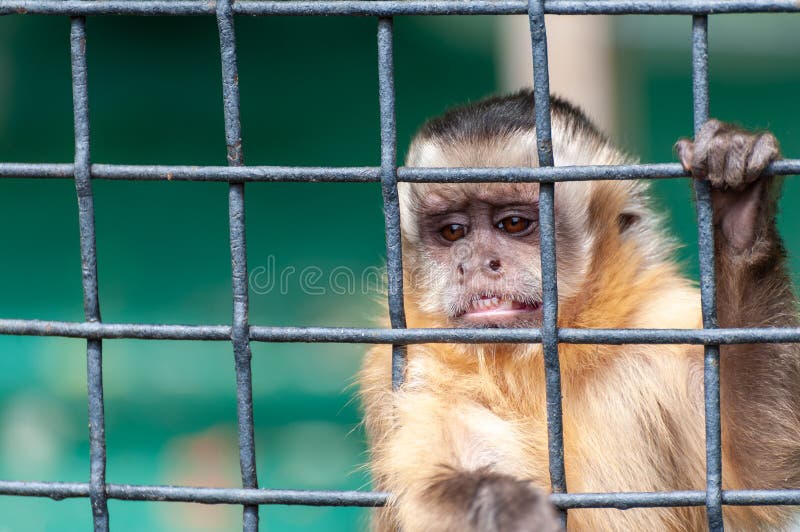 Monkey with a Sad Look Sits Behind a Metal Lattice Stock Image - Image ...